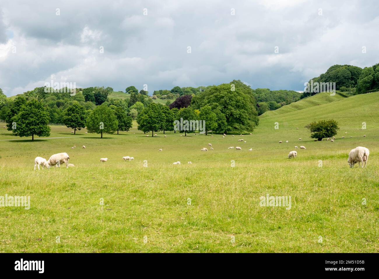 flock of sheep and lambs in the Cotswolds England with trees and hills ...