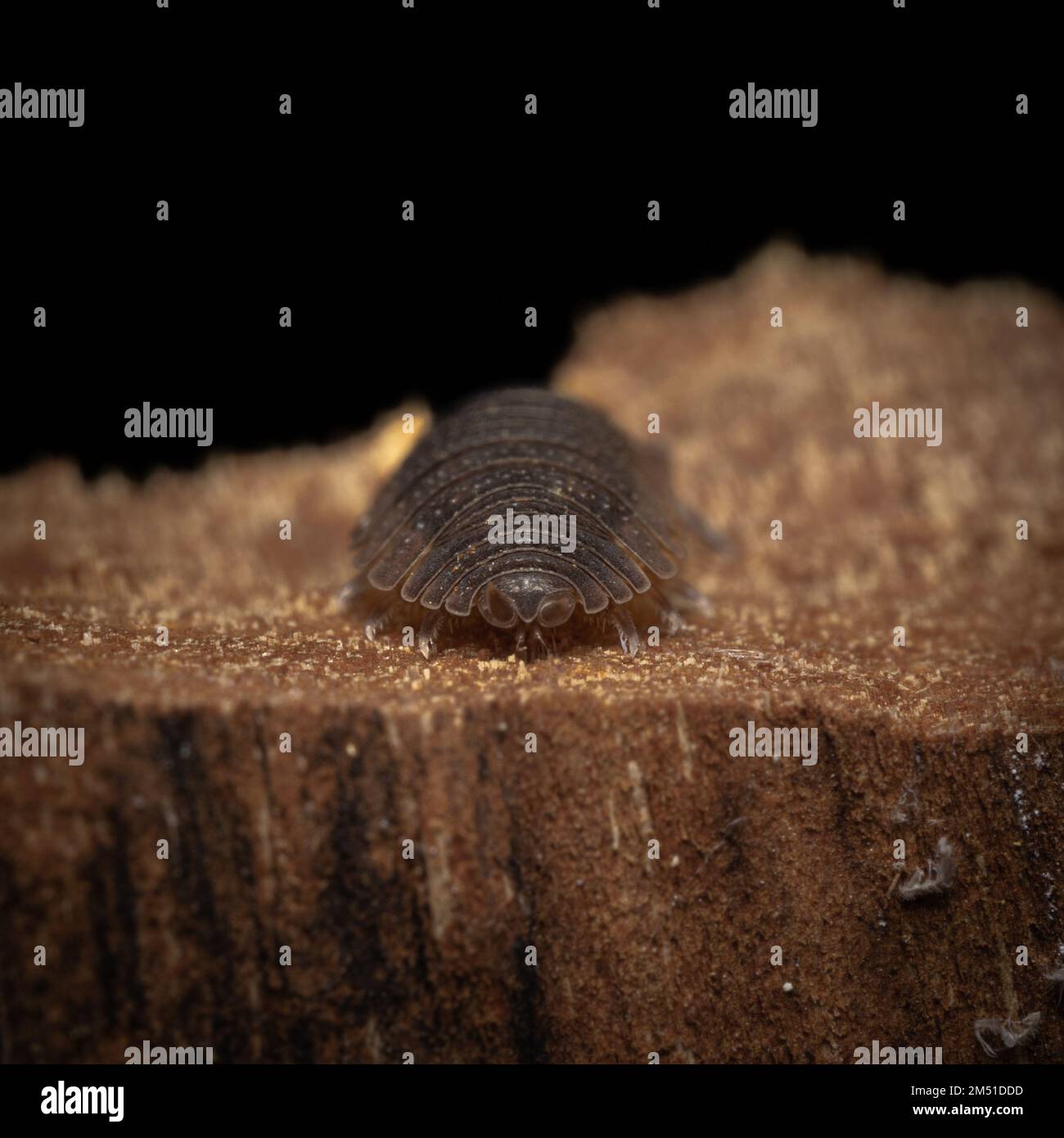 Woodlice forest hi-res stock photography and images - Alamy