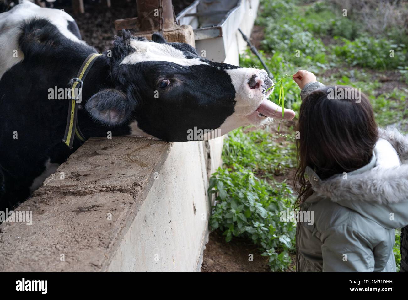 Kid at a milk farm feeding cow. Little child feeds a cow with green ...