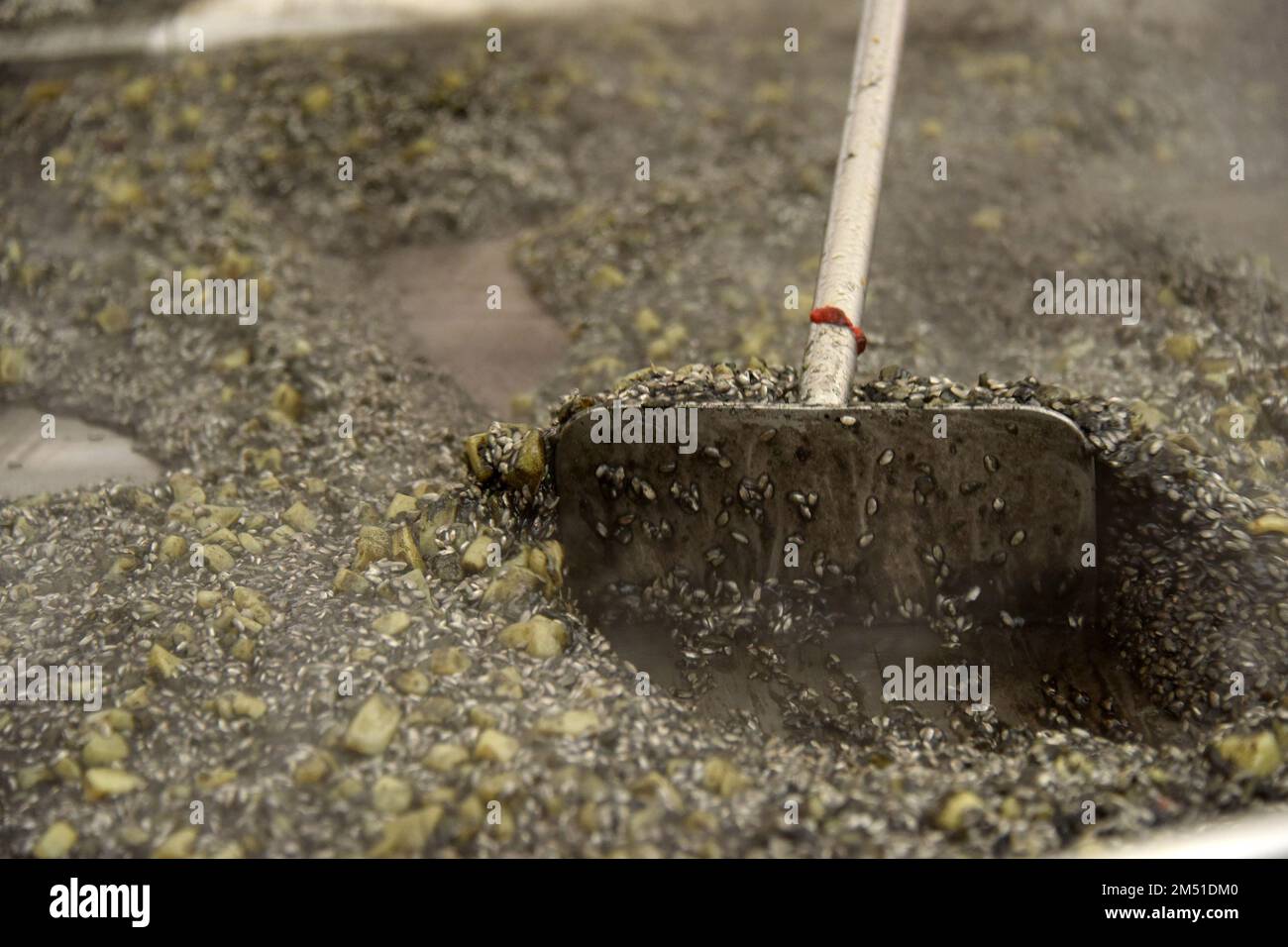 The preparation of black risotto in a large Pula padel was held at the ...