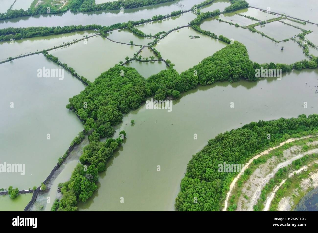 Aerial mangrove trees forest near hi-res stock photography and images ...
