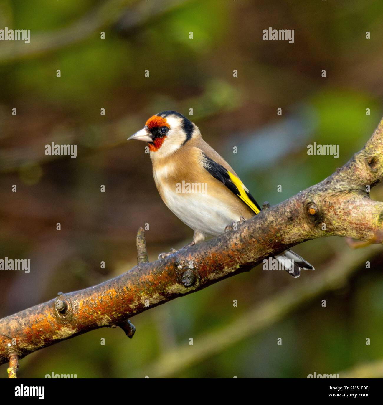 Usually in small family flocks outside of the breeding season, the ...