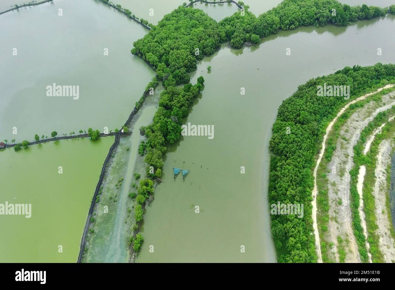 Aerial mangrove trees forest near hi-res stock photography and images ...