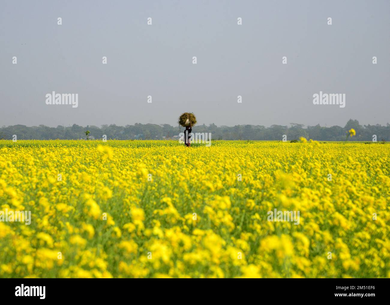 Farmer carries crops walks hi-res stock photography and images - Alamy