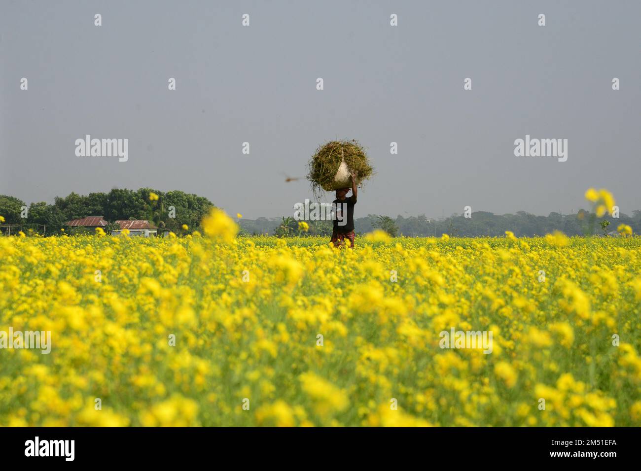 Farmer carries crops walks hi-res stock photography and images - Alamy