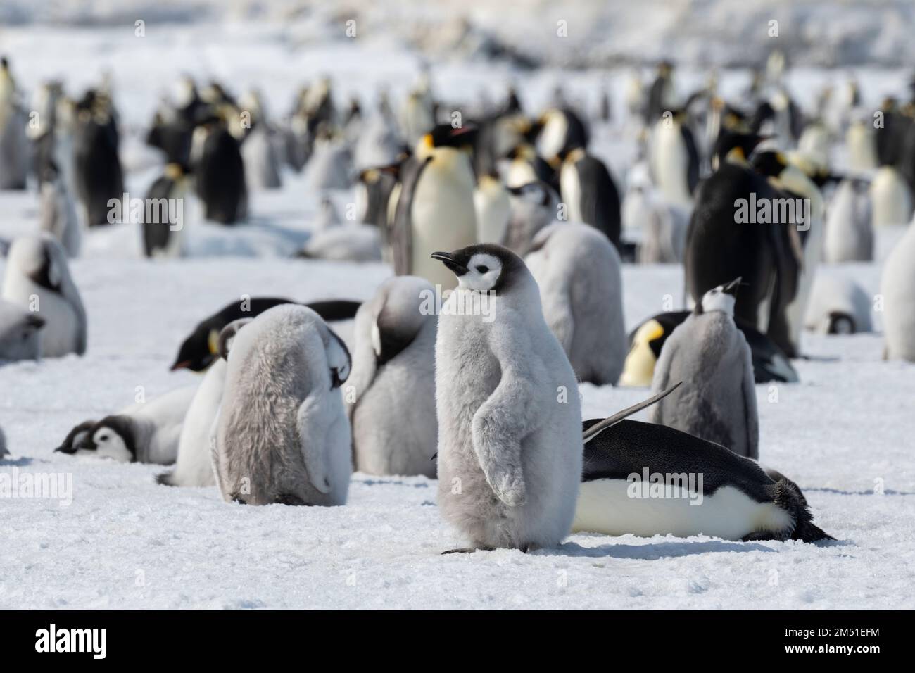 Antarctica, Weddell Sea. Emperor penguin colony at Snow Hill. Fuzzy ...