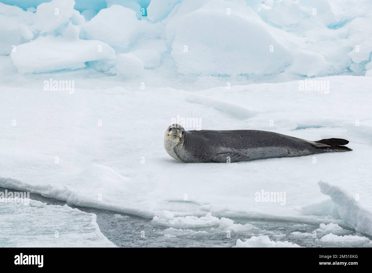 Antarctica, Weddell Sea. Leopard seal (Hydrurga leptonyx) on iceberg ...