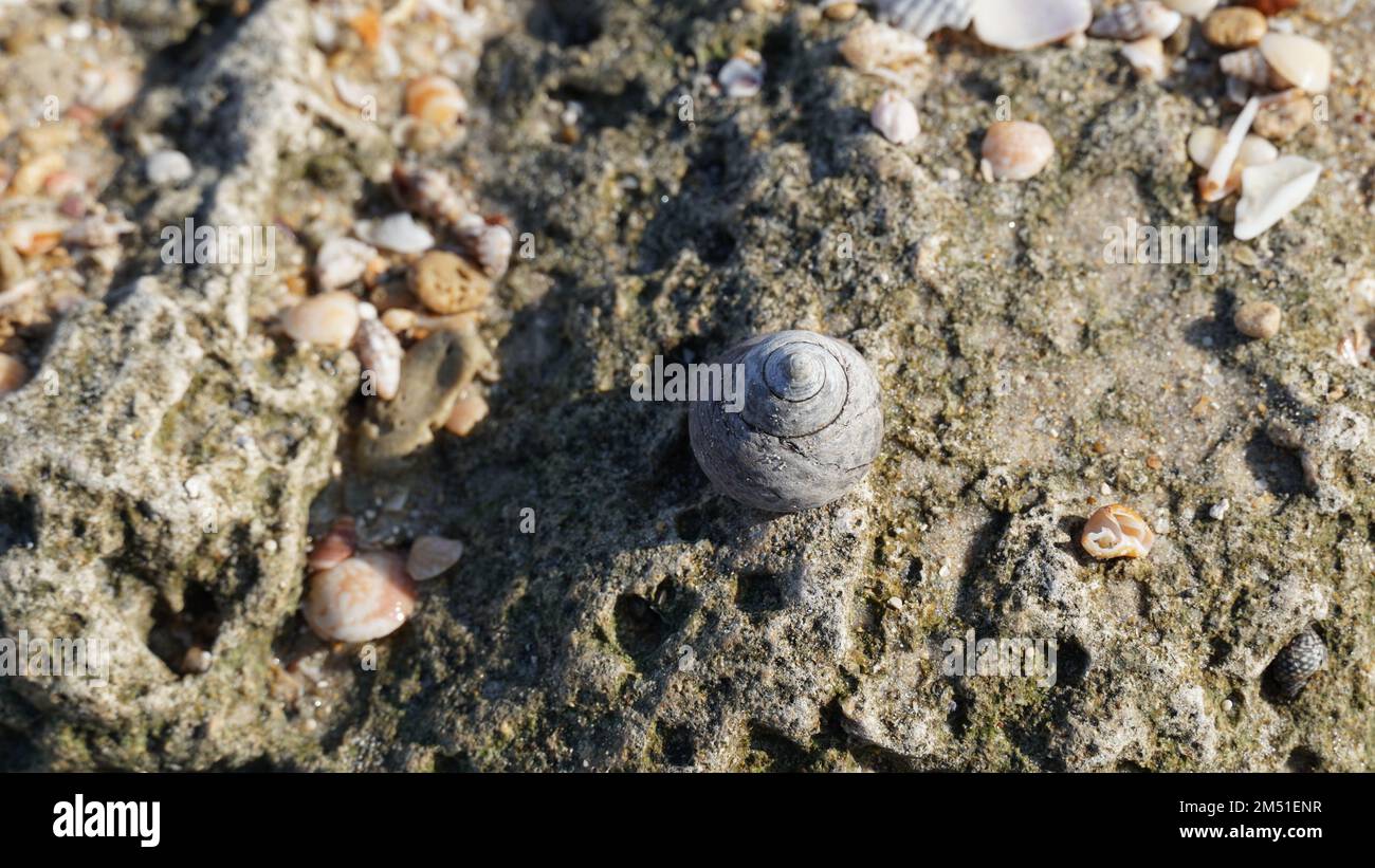 Close up view of sea snail in shells on rock Stock Photo - Alamy