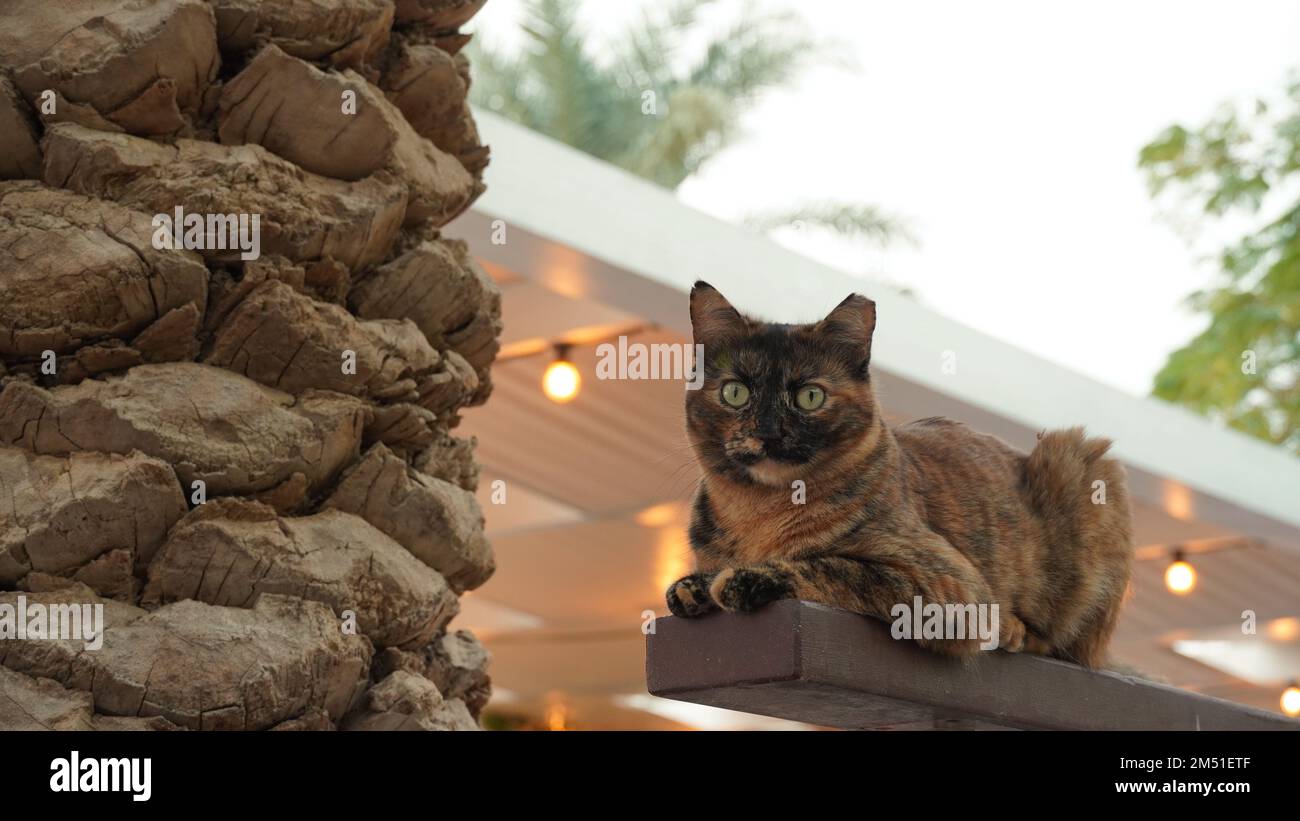 Female Strolling cat sitting on a top and staring at a camera Stock ...