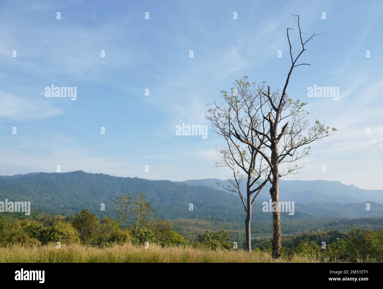 landscape of tree in sunset on mountain at Thailand Stock Photo - Alamy
