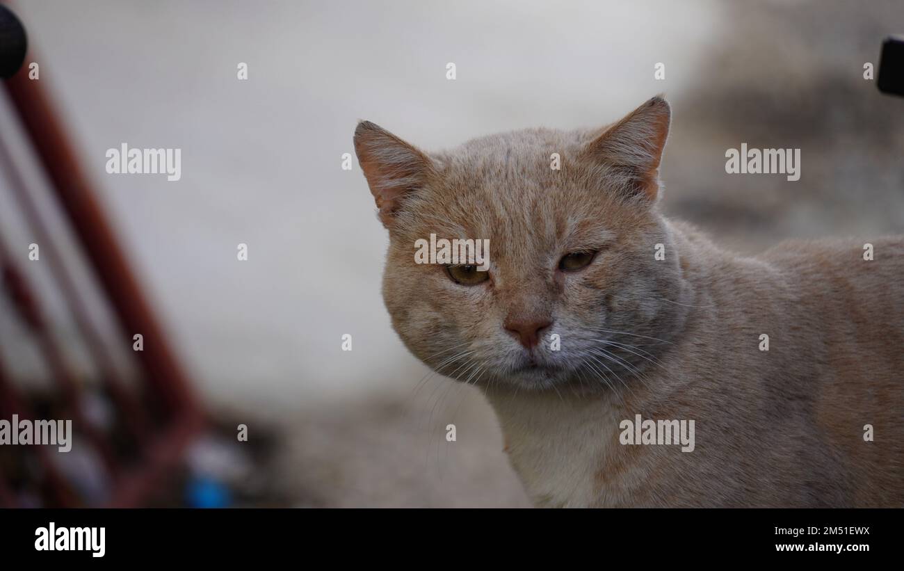 Grumpy cat hat hi-res stock photography and images - Alamy