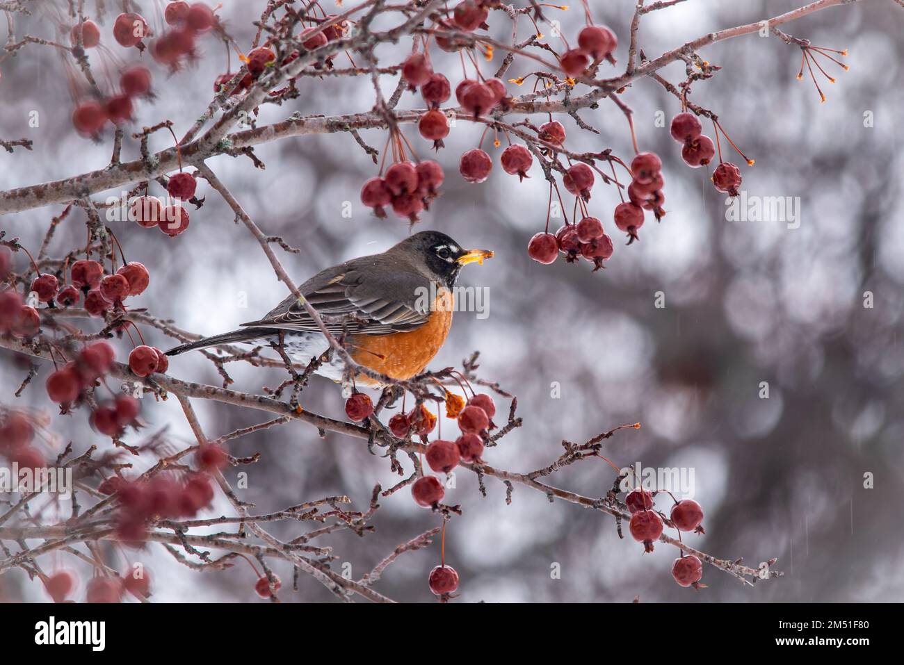 An american robin in a fruit tree, Quebec City, Canada Stock Photo - Alamy