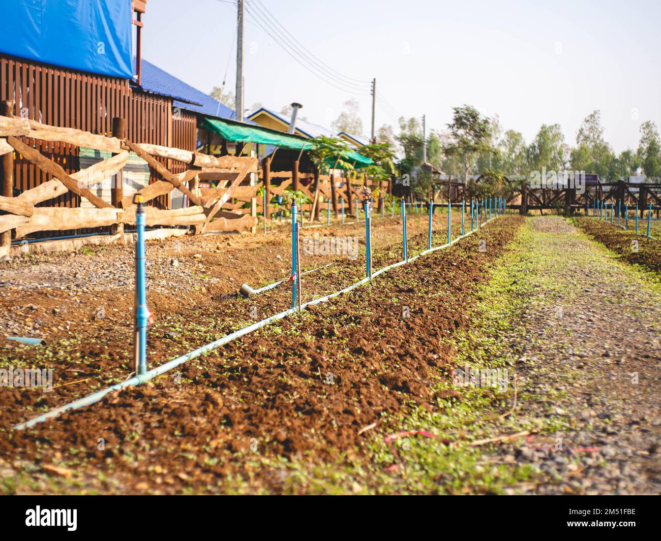 Springer water tree hi-res stock photography and images - Alamy