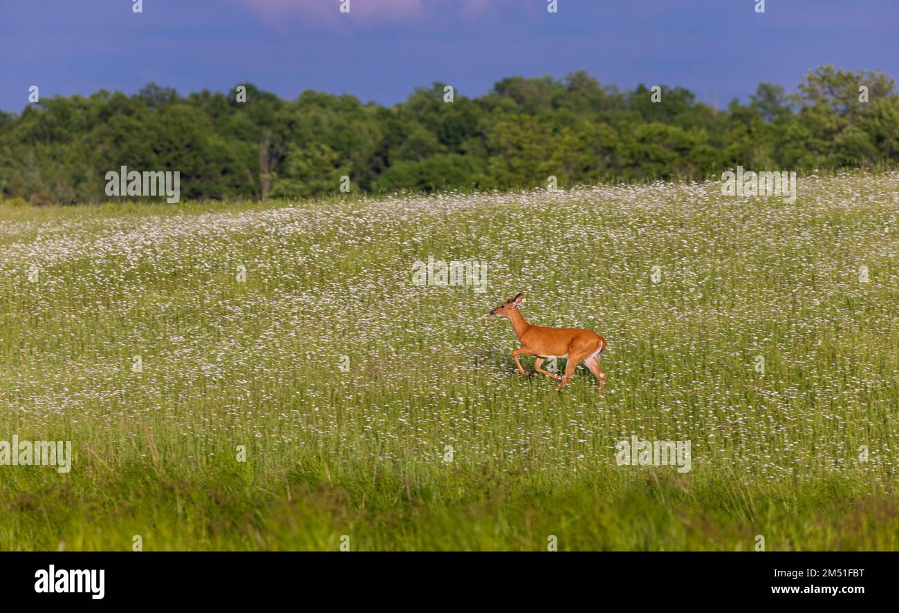 White-tailed buck running in a field of wildflowers Stock Photo - Alamy
