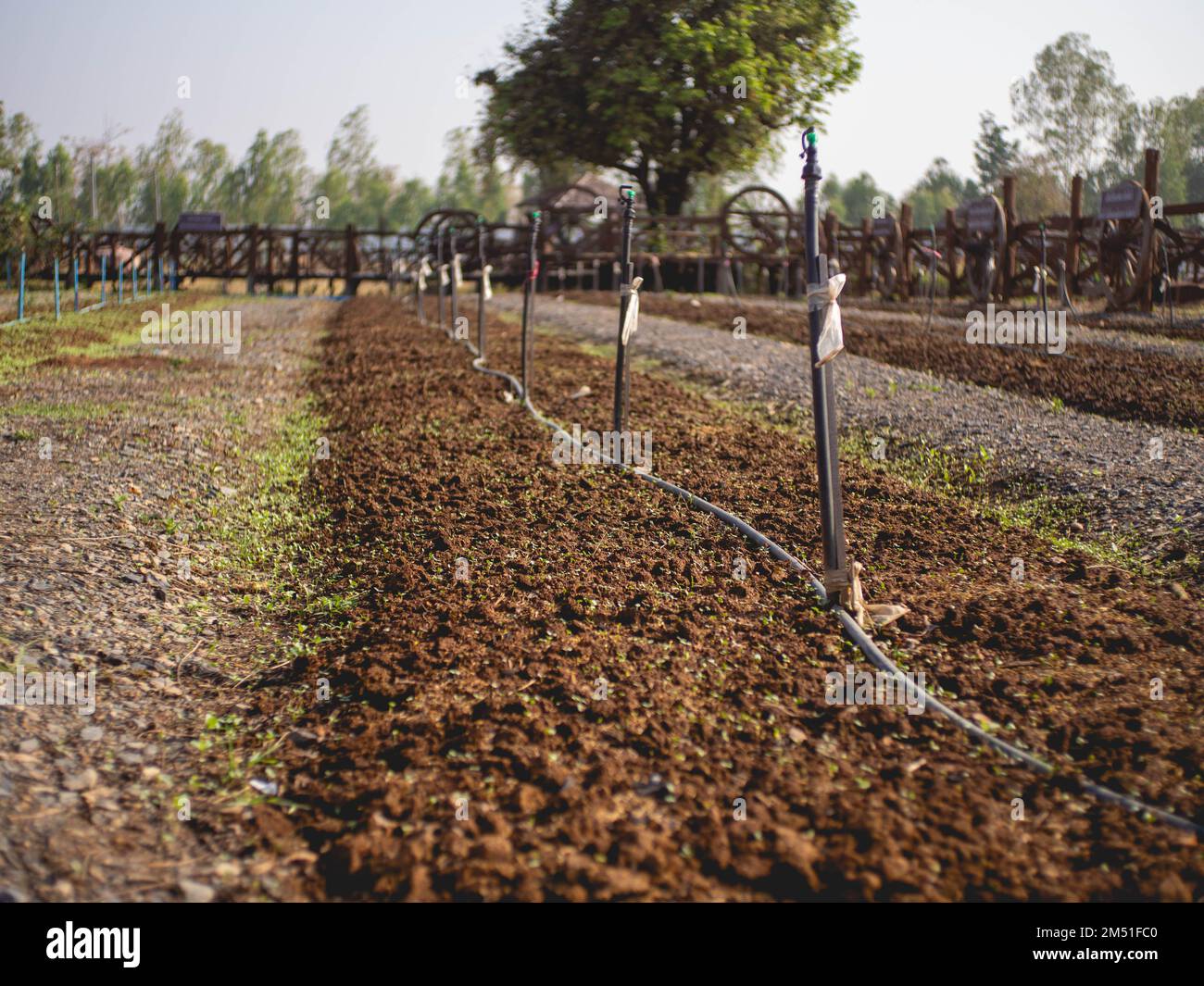Springer water tree hi-res stock photography and images - Alamy