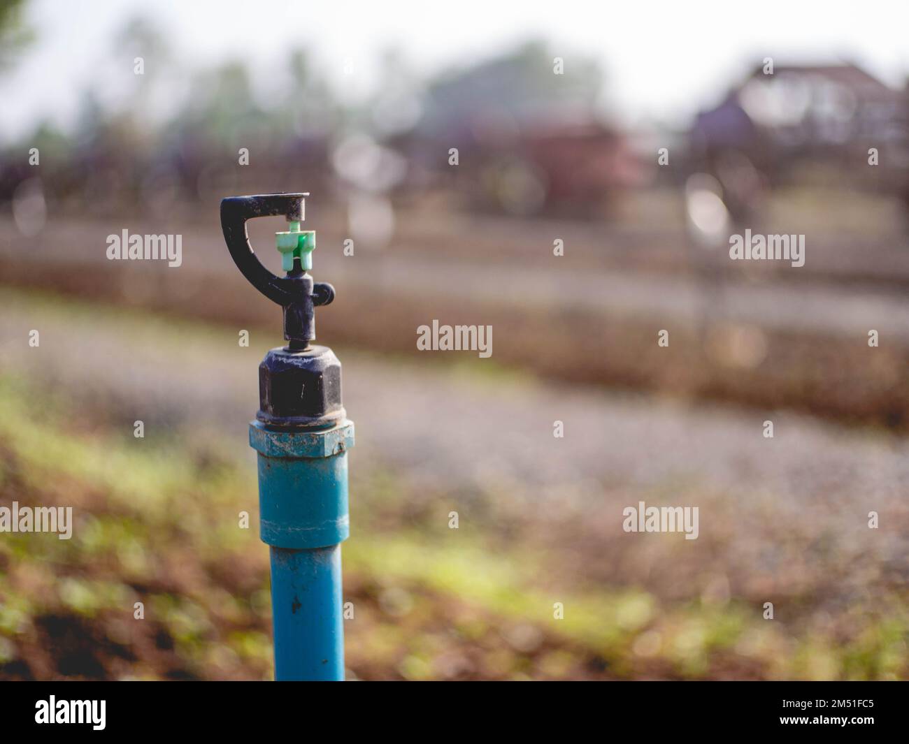 Springer water tree hi-res stock photography and images - Alamy