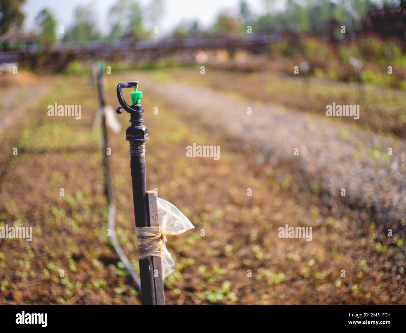 Water springer and vegetable field Stock Photo - Alamy