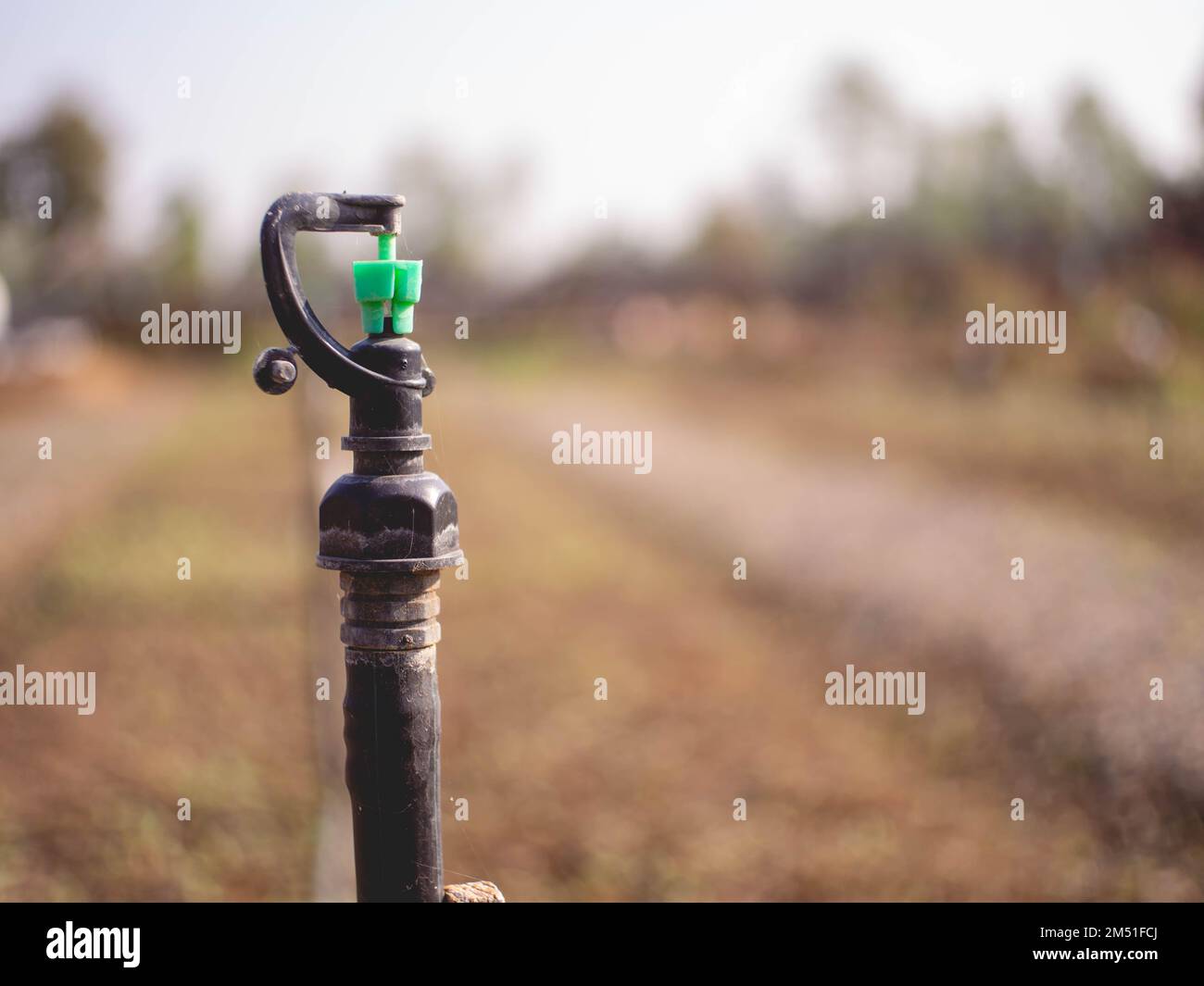 Springer water tree hi-res stock photography and images - Alamy