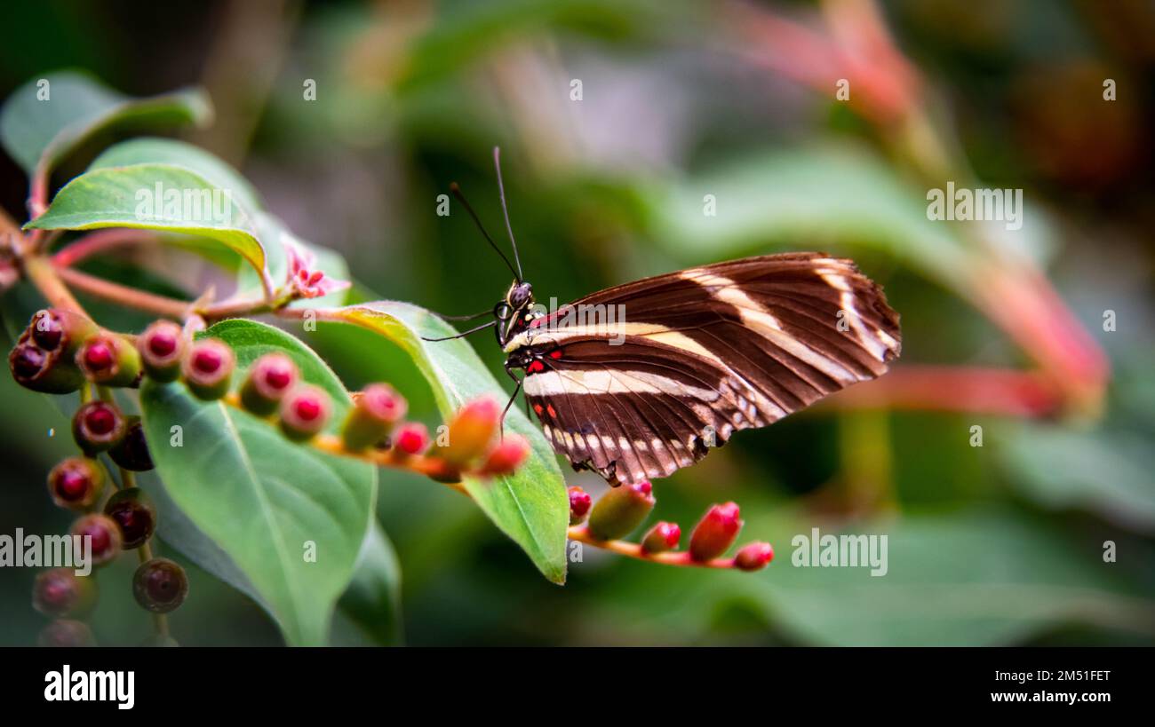 A Zebra Longwind butterfly in a butterfly conservatory, Niagara Falls ...