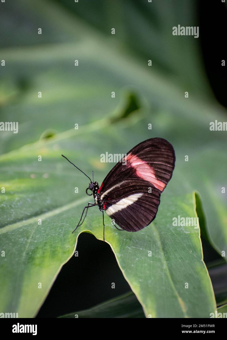 Butterfly caterpillar of the red postman heliconius erato small postman ...