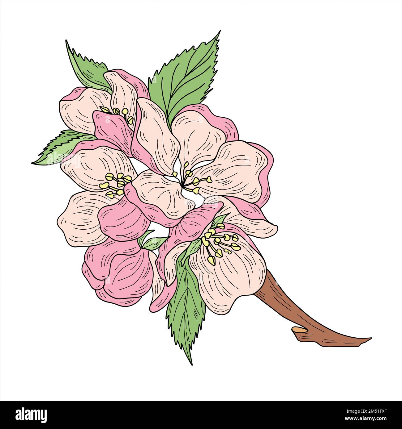 Vector apple branches with leaves, buds and flowers Stock Vector Image ...