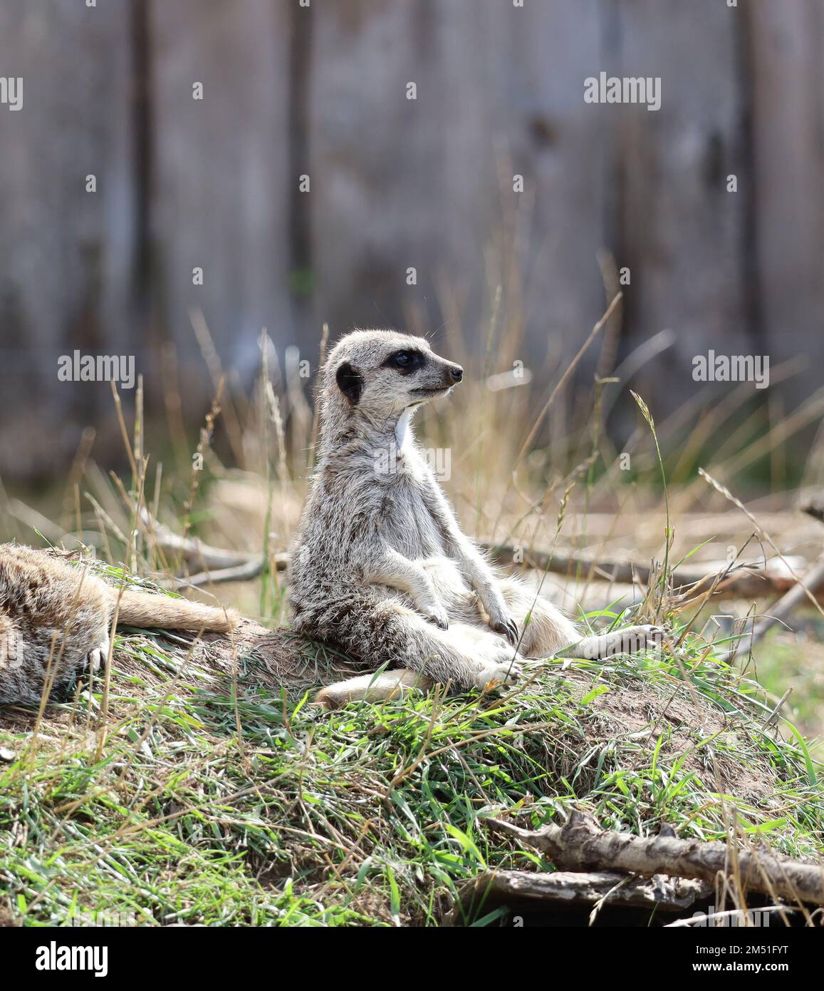 Meerkat in Enclosure Sitting Upright Stock Photo - Alamy