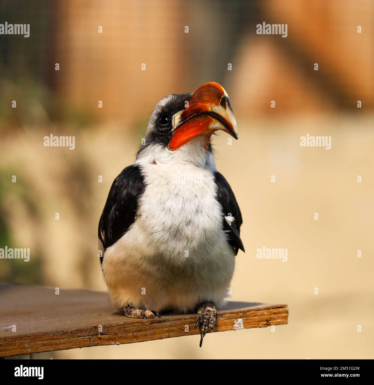 Von Der Decken's Hornbill in Enclosure Stock Photo - Alamy