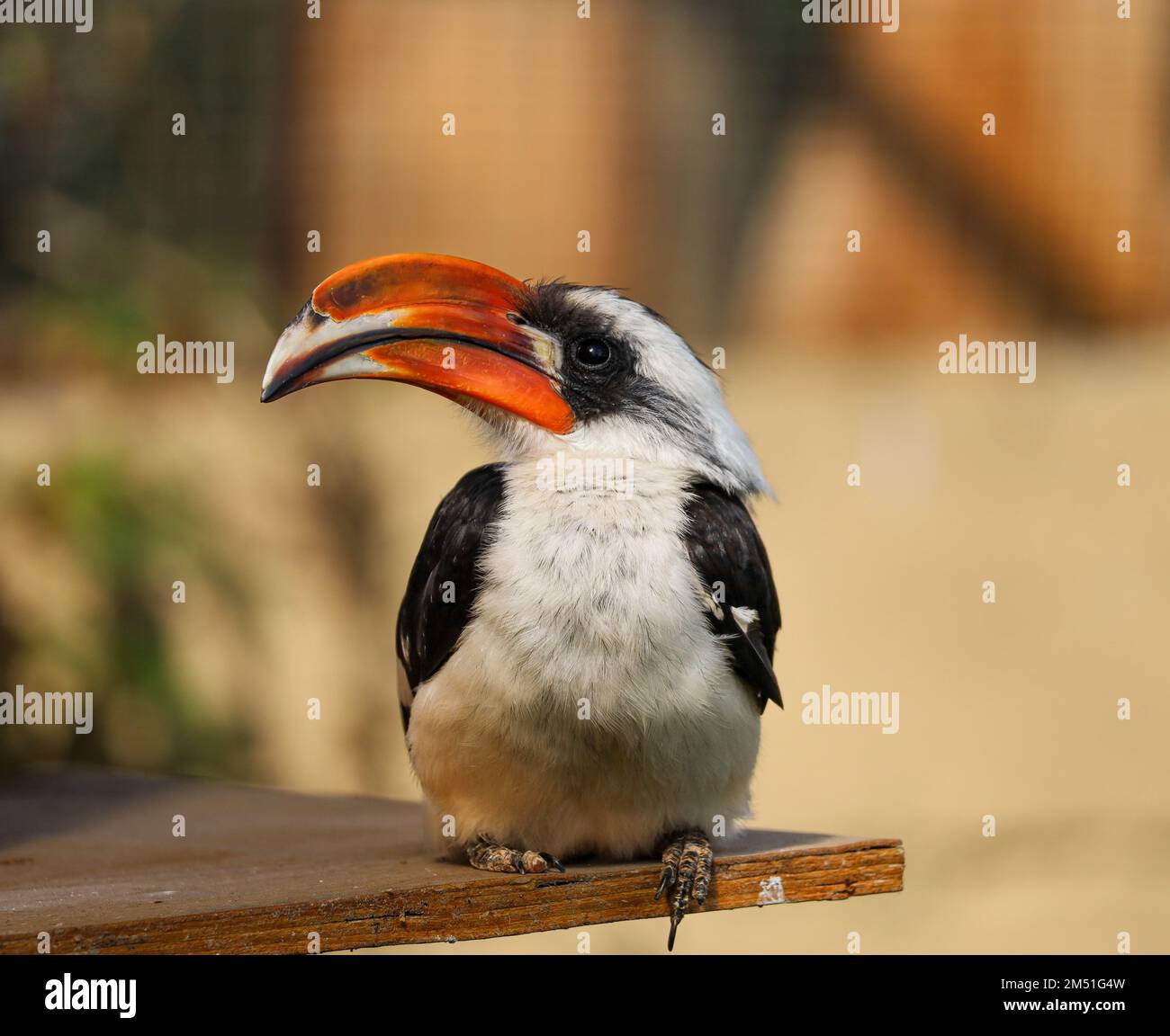Von Der Decken's Hornbill in Enclosure Stock Photo - Alamy