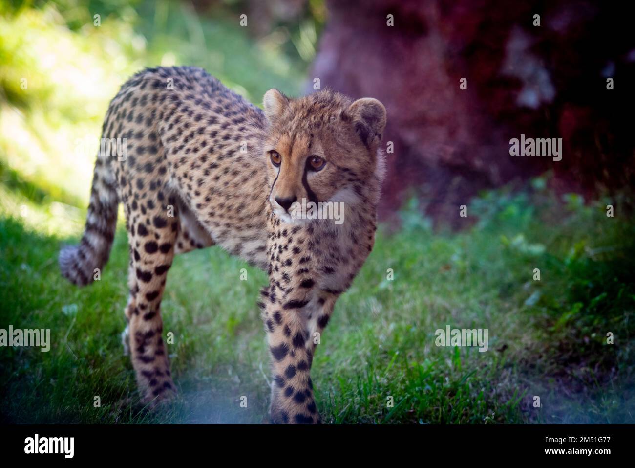 Cheetah baby zoo hi-res stock photography and images - Alamy