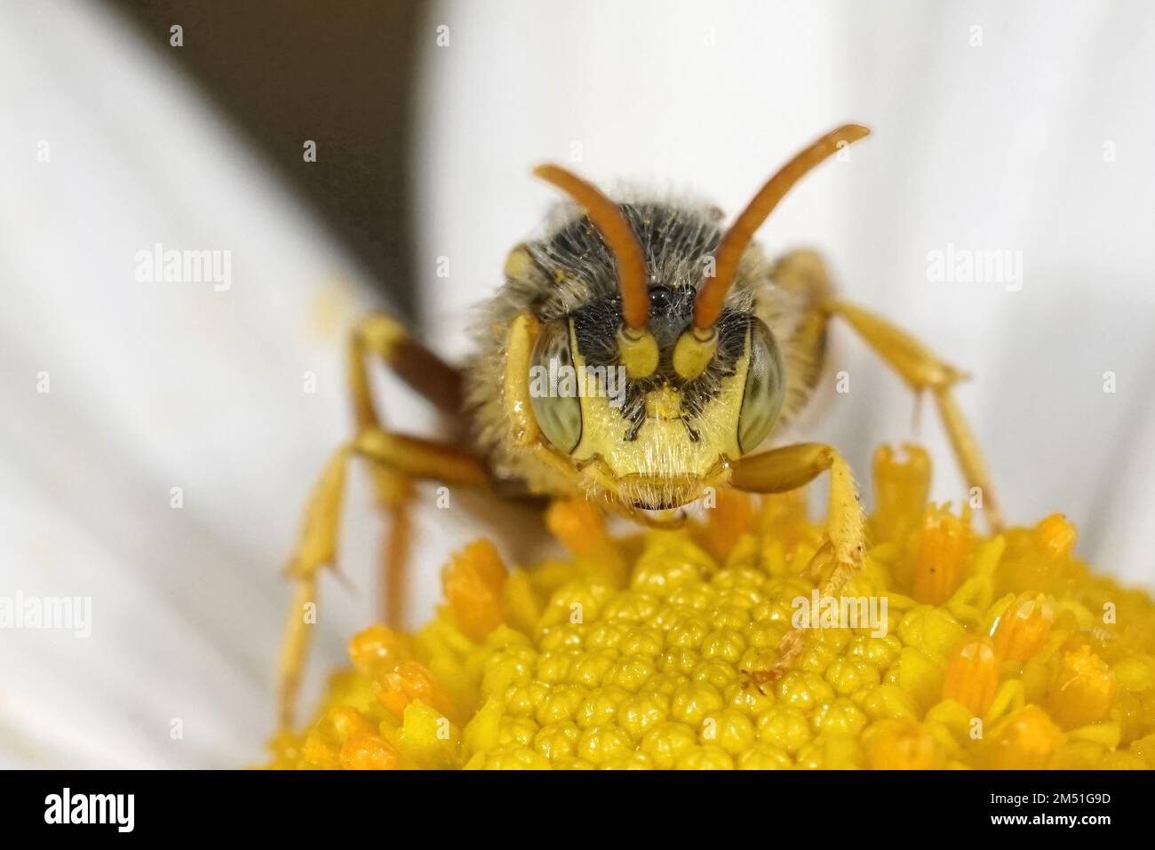 Natural closeup on a male Lathbury's nomad bee, Nomada lathburiana sitting on a common daisy ...