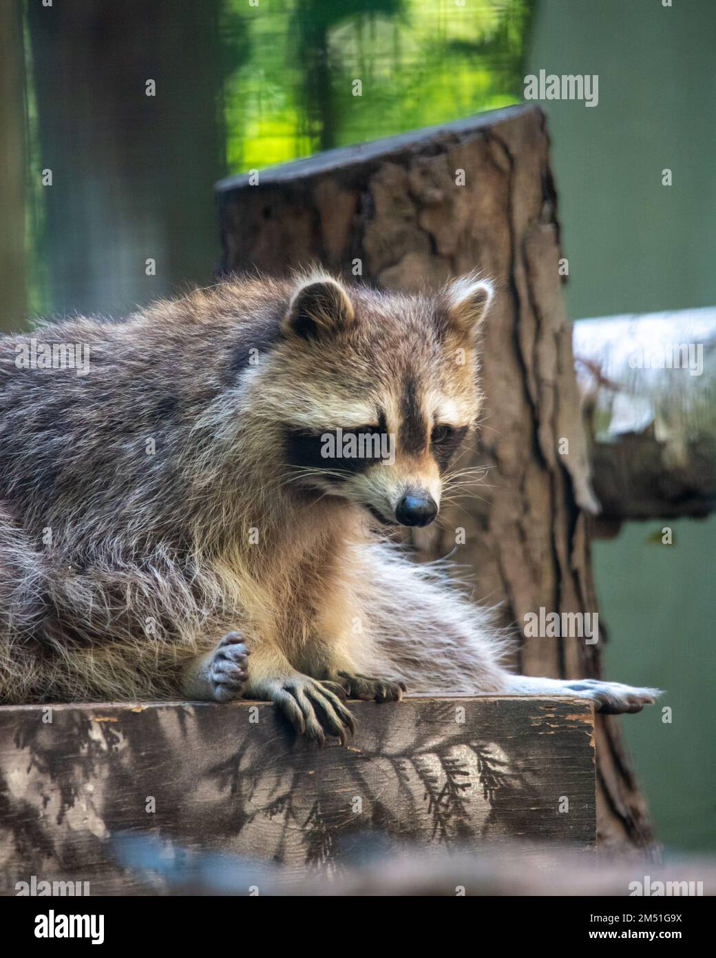 A raccoon in Toronto Zoo, Canada Stock Photo - Alamy