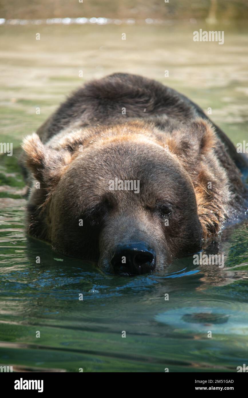 A grizzly bear in Toronto Zoo, Canada Stock Photo - Alamy