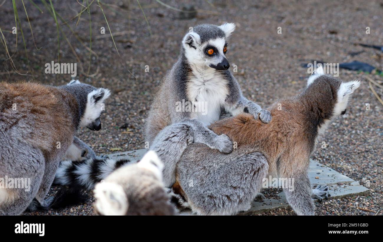 Ring Tailed Lemur in Enclosure Stock Photo - Alamy