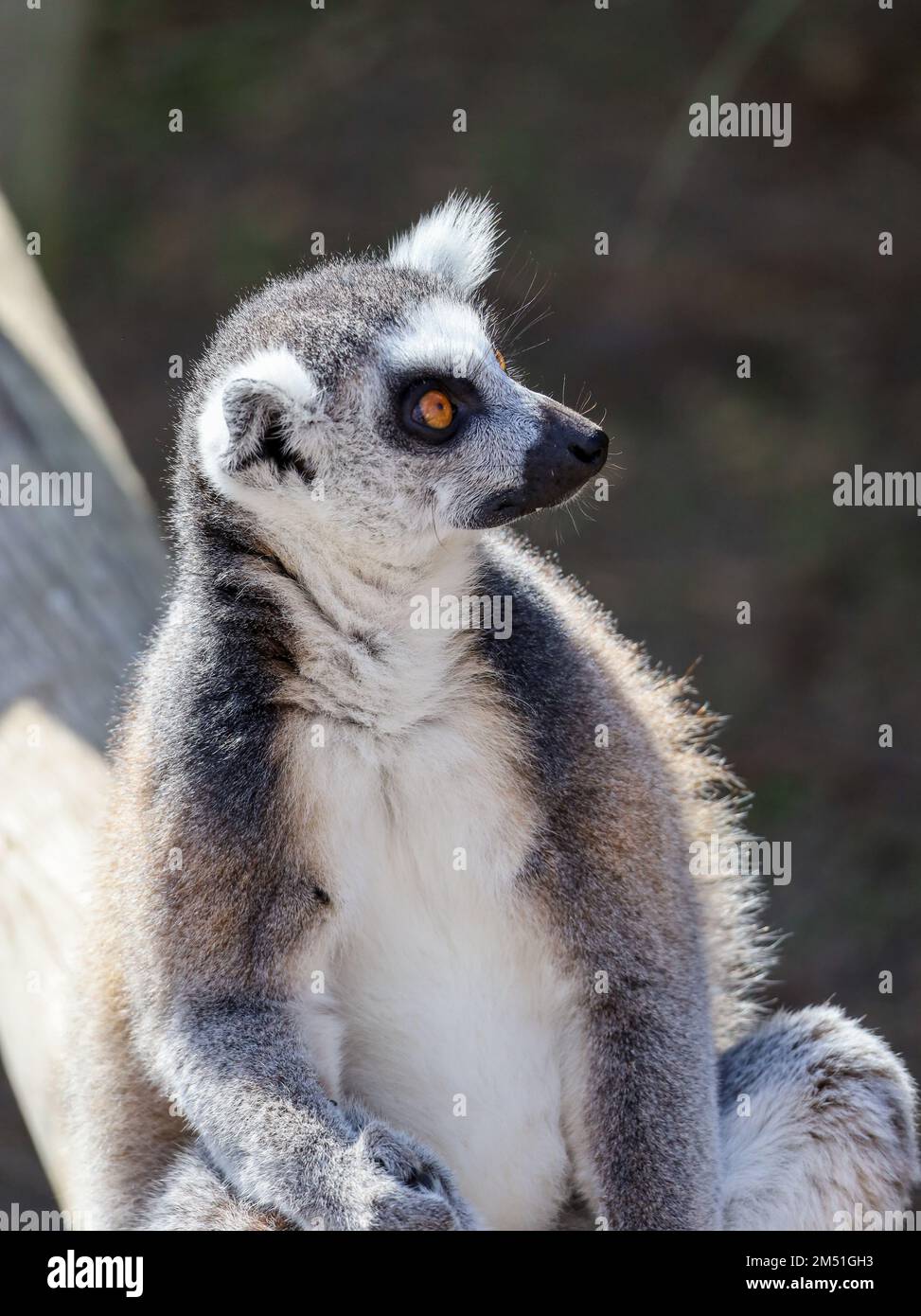 Ring Tailed Lemur in Enclosure Stock Photo - Alamy