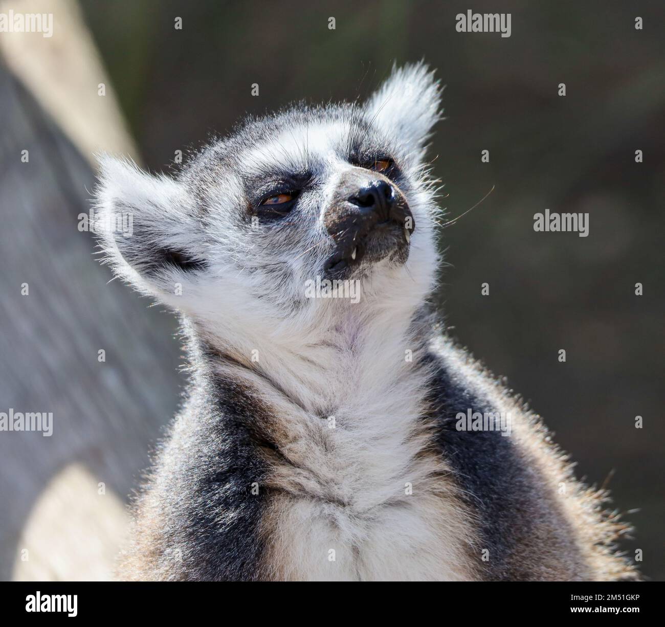 Ring Tailed Lemur in Enclosure Stock Photo - Alamy