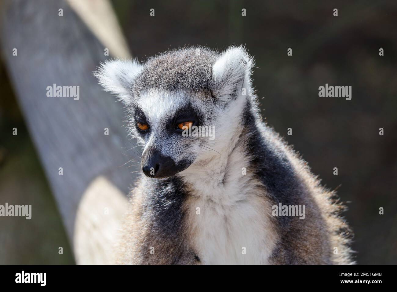 Ring Tailed Lemur in Enclosure Stock Photo - Alamy