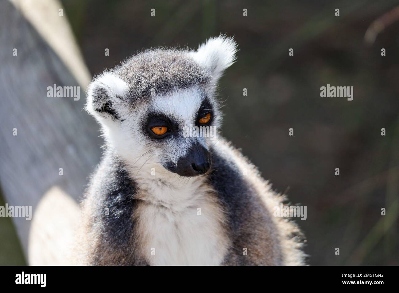 Ring Tailed Lemur in Enclosure Stock Photo - Alamy