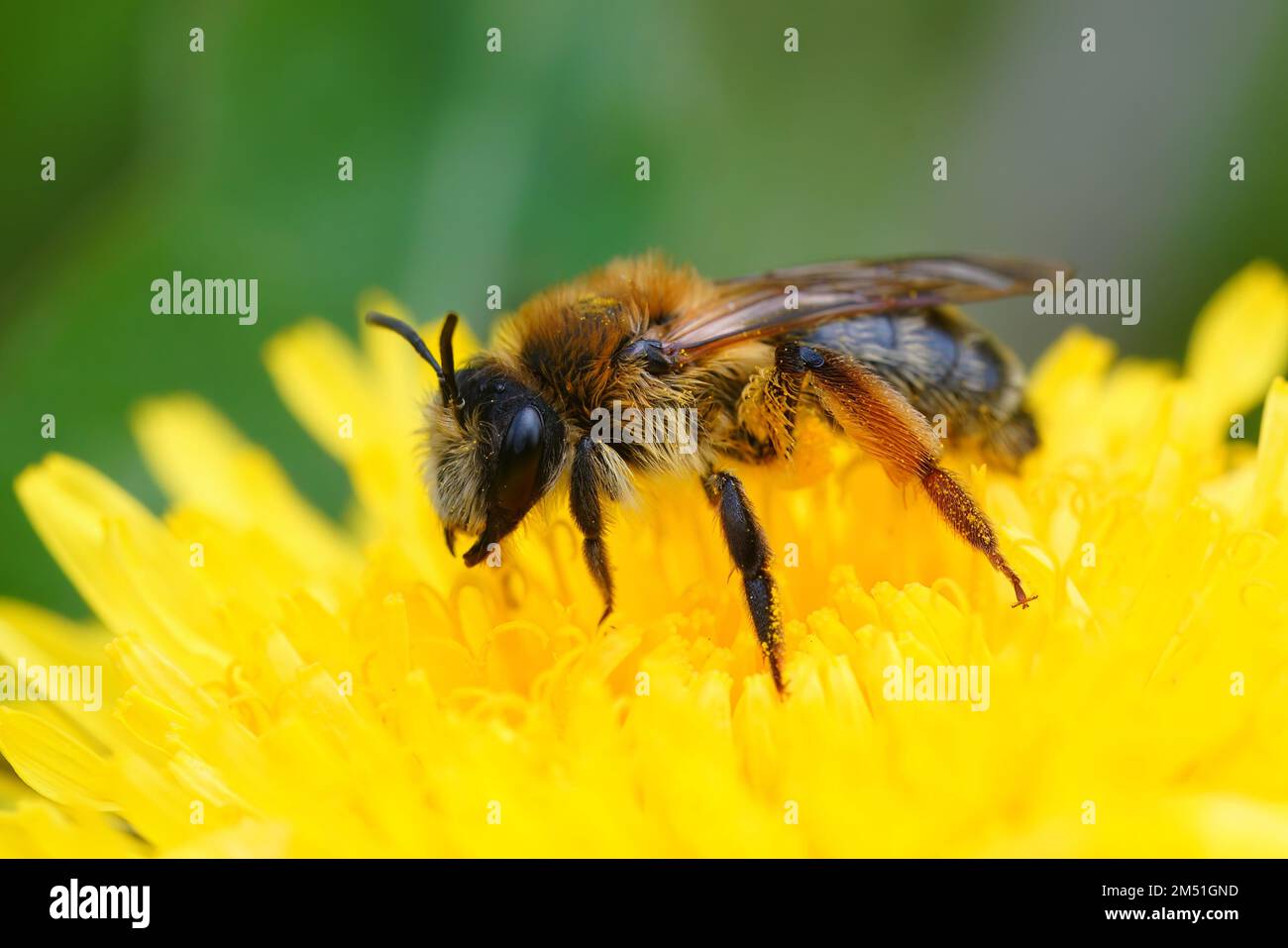 Natural closeup on a female grey-gastered mining bee, Andrena tibialis ...