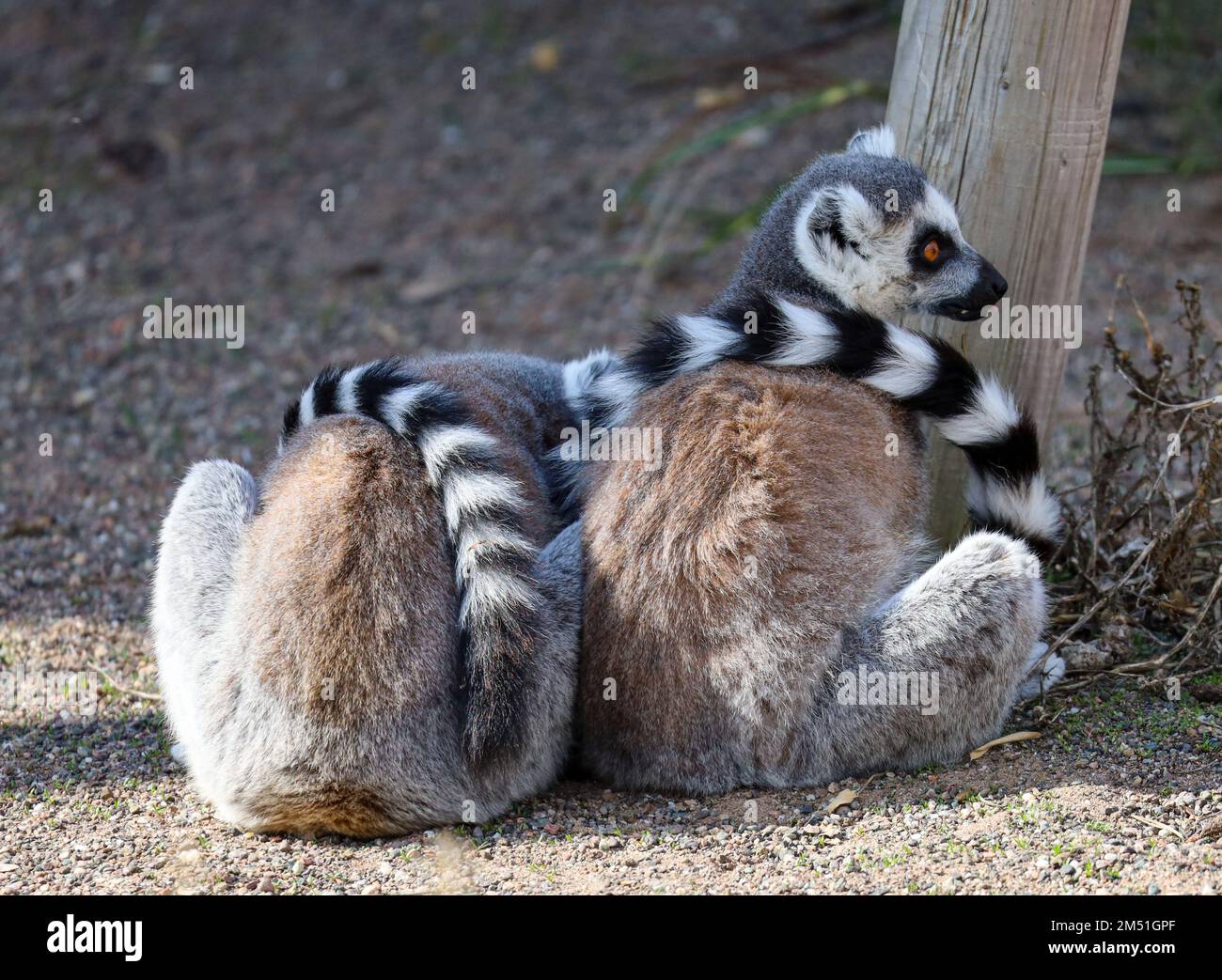 Ring Tailed Lemur in Enclosure Stock Photo - Alamy