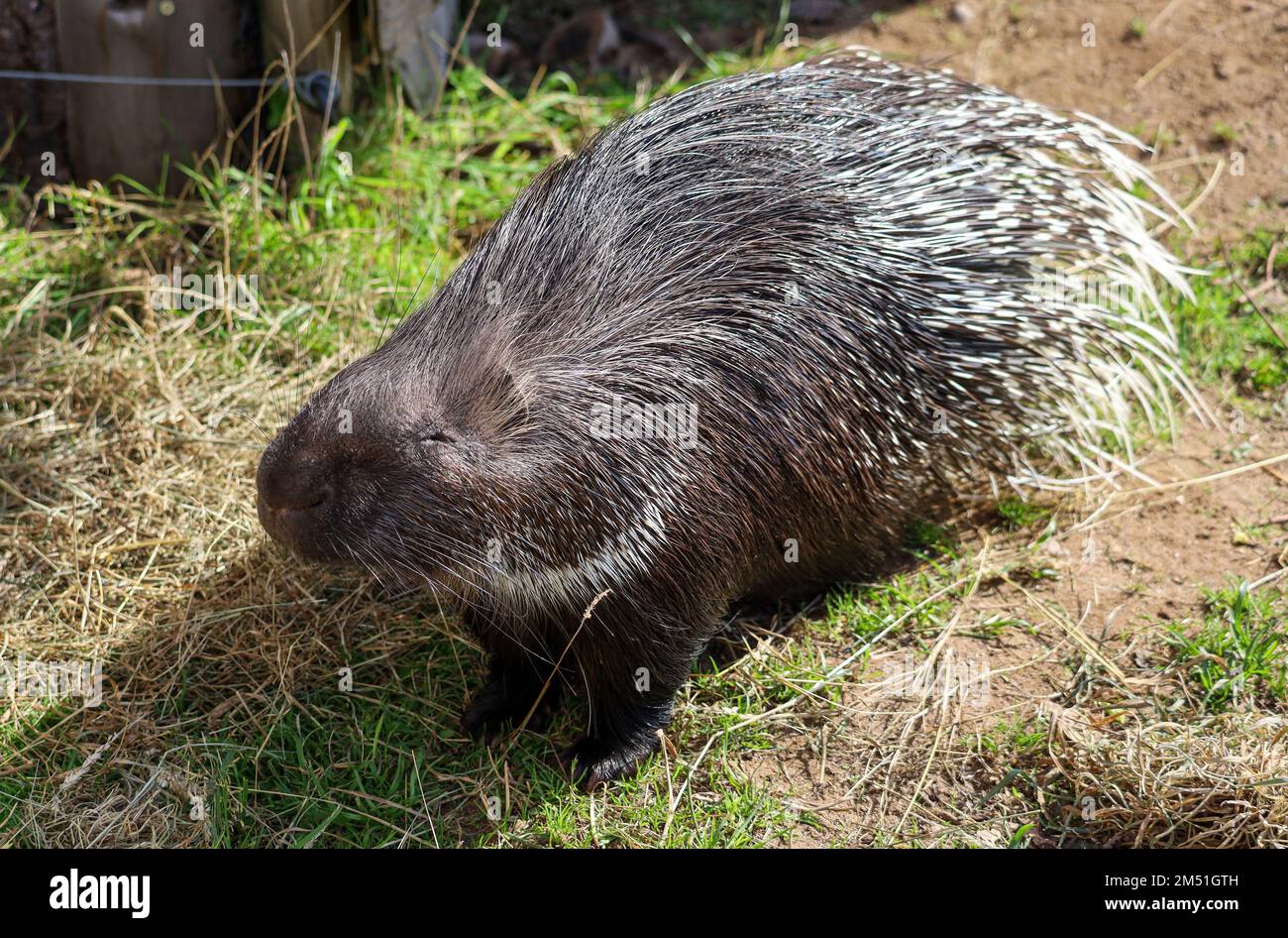 Porcupine spines hi-res stock photography and images - Alamy