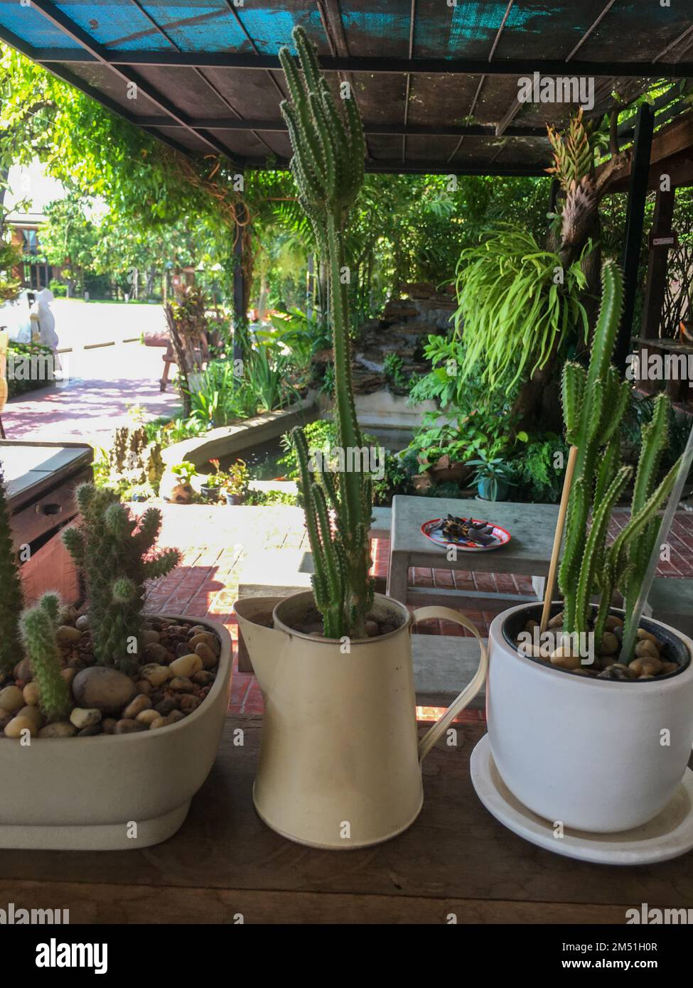 Long cactus in vintage pot Stock Photo - Alamy