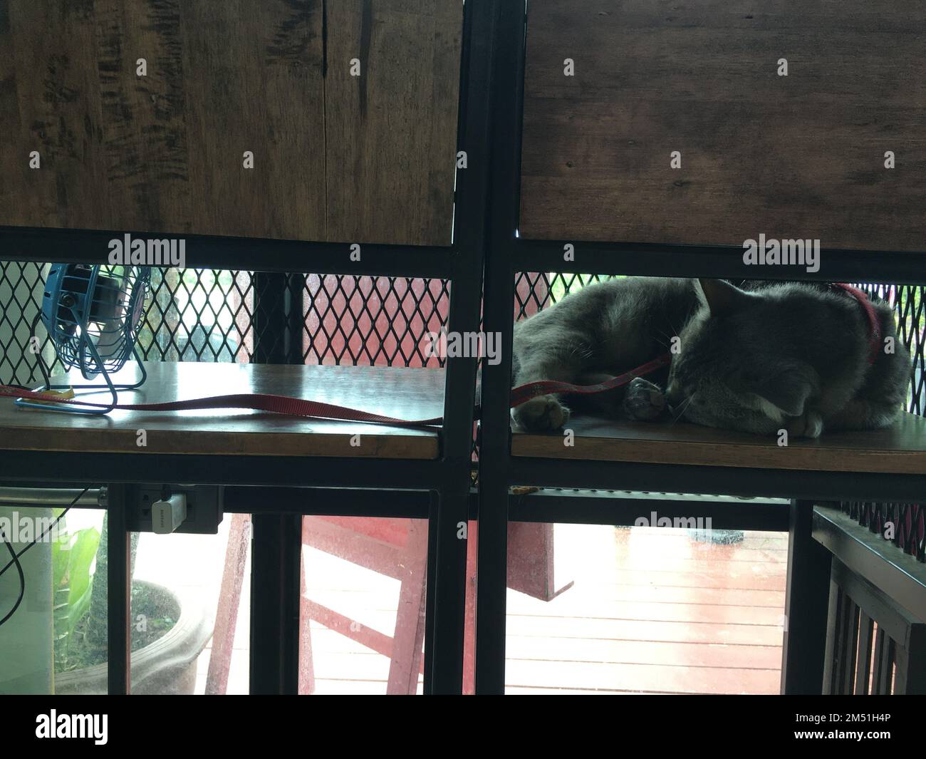 gray cat sleeping on a wooden chair Stock Photo - Alamy