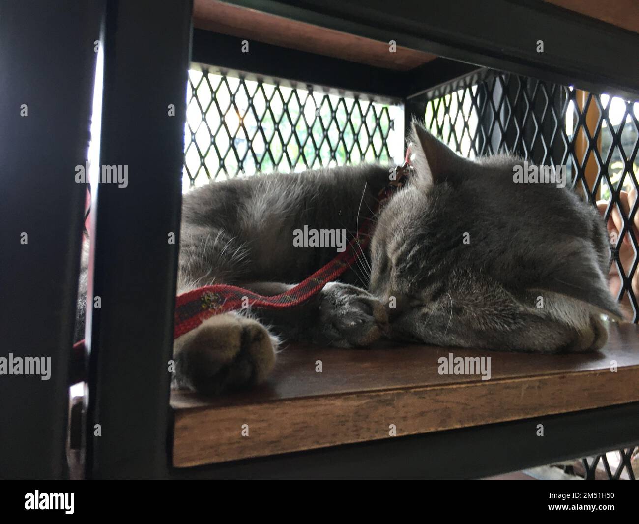 gray cat sleeping on a wooden chair Stock Photo - Alamy