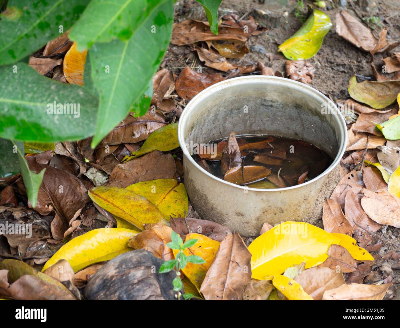 Old rice cooker with waterlogged leaves and leaves Stock Photo - Alamy