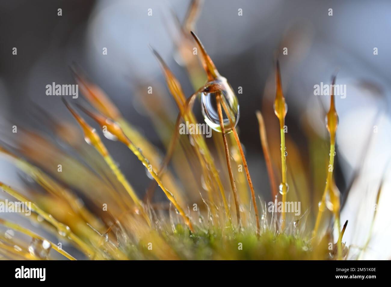 Moss Seed Head Stock Photo - Alamy