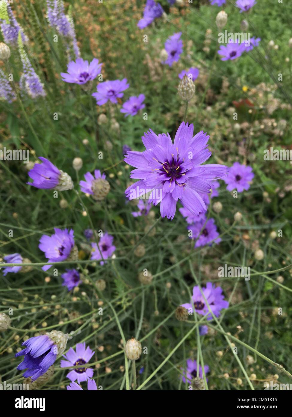 Violet flowers in the flowering season in the summer on a flowerbed ...