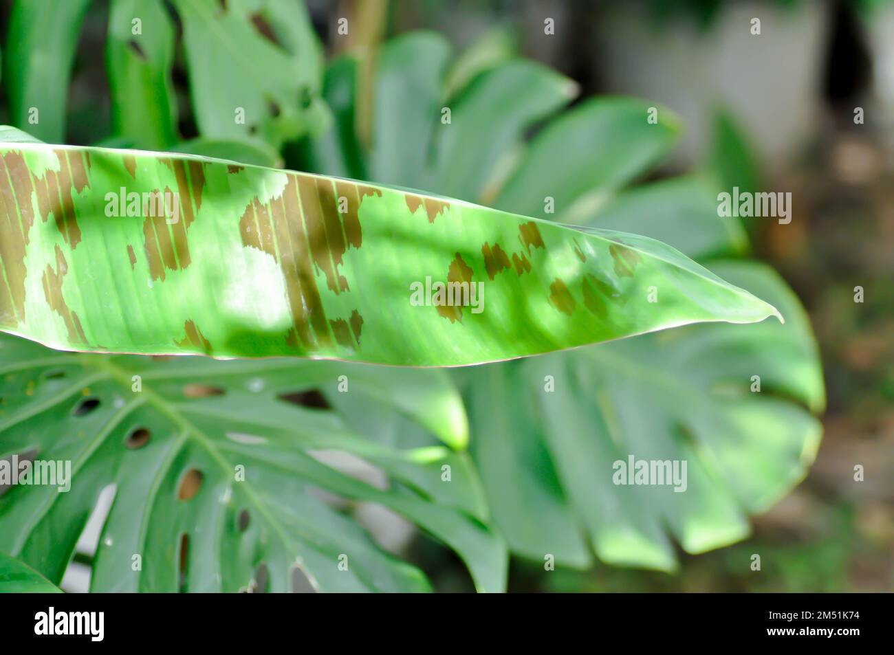 banana plant, blood banana or Musa acuminata or Musa balbisiana or ...