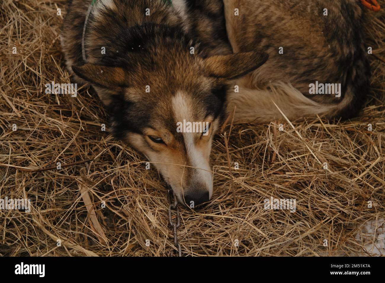 One red white Alaskan husky resting sleeping on hay before training ...