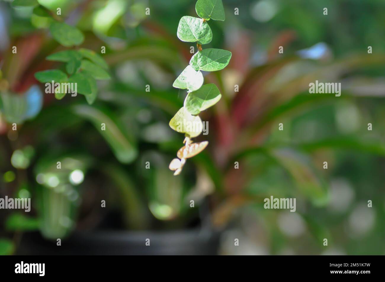 ficus pumila or climbing fig or climbing plant Stock Photo - Alamy