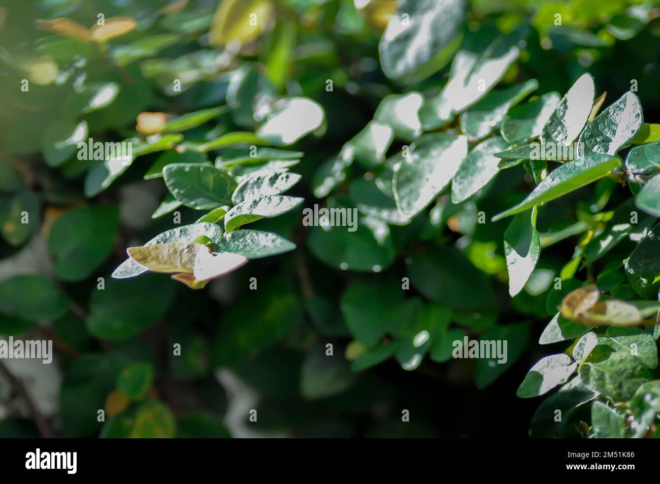 ficus pumila or climbing fig or climbing plant Stock Photo - Alamy